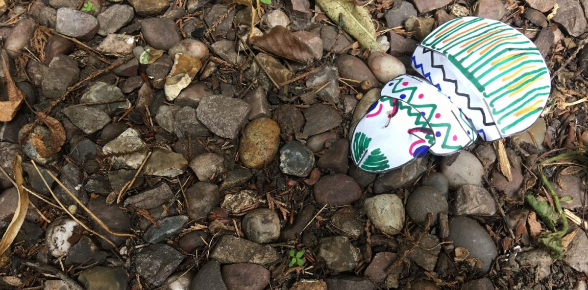 Build a Beetle – Museum of Zoology Blog