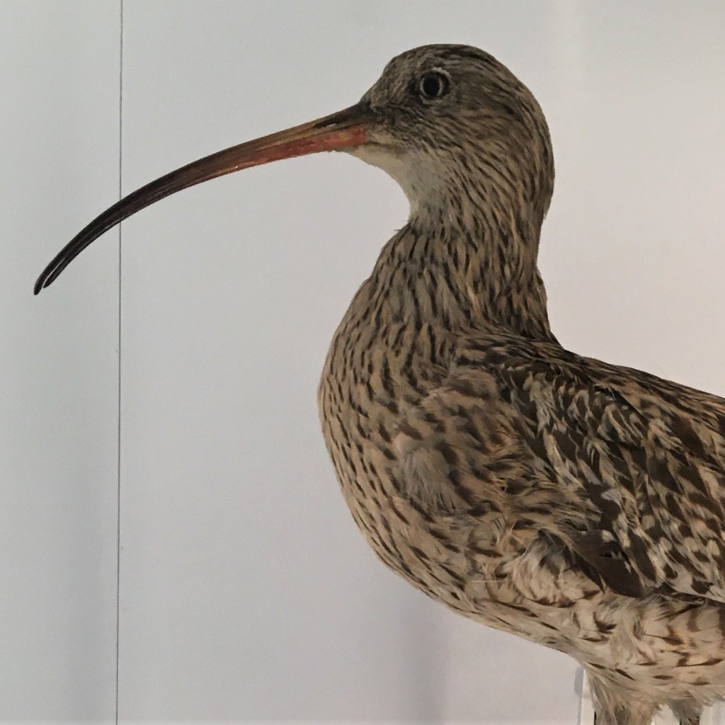 Bird Beaks and Evolution – Museum of Zoology Blog