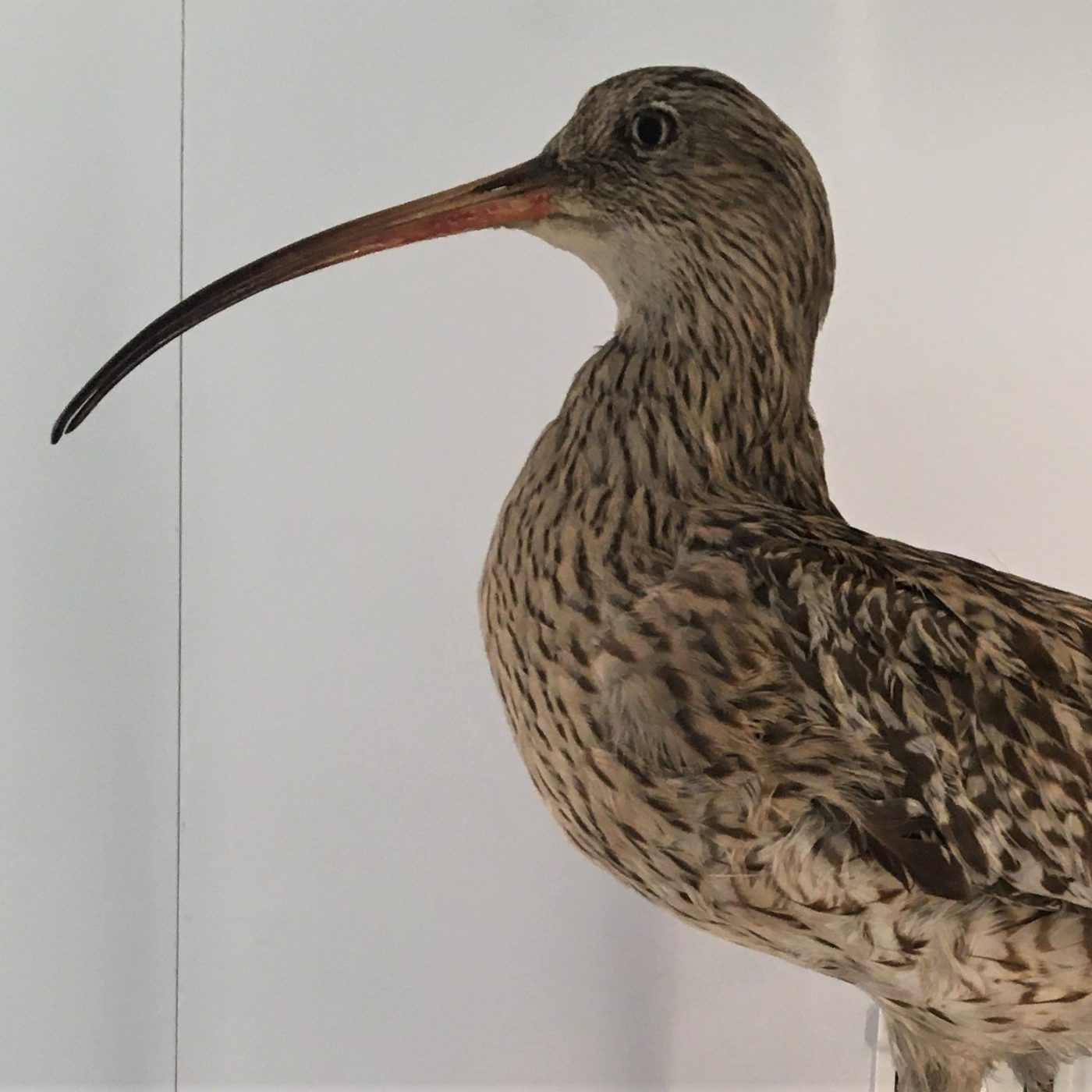 Bird Beaks and Evolution – Museum of Zoology Blog