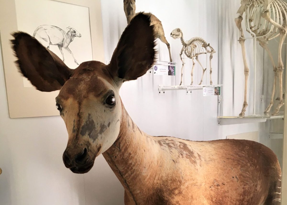 Animal Alphabet: O is for Okapi – Museum of Zoology Blog