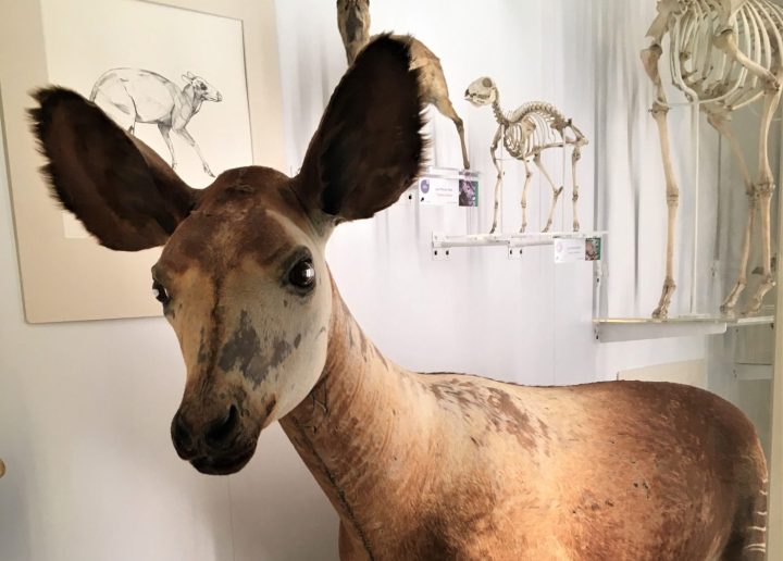 Animal Alphabet: O is for Okapi – Museum of Zoology Blog