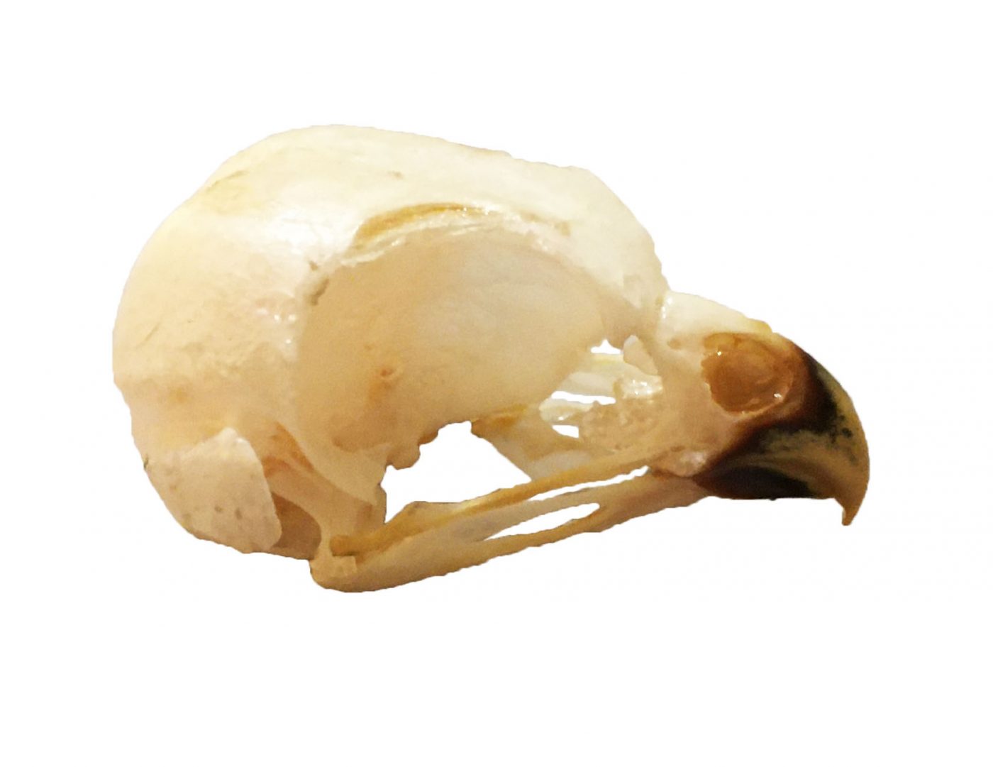 Bird Beaks and Evolution – Museum of Zoology Blog