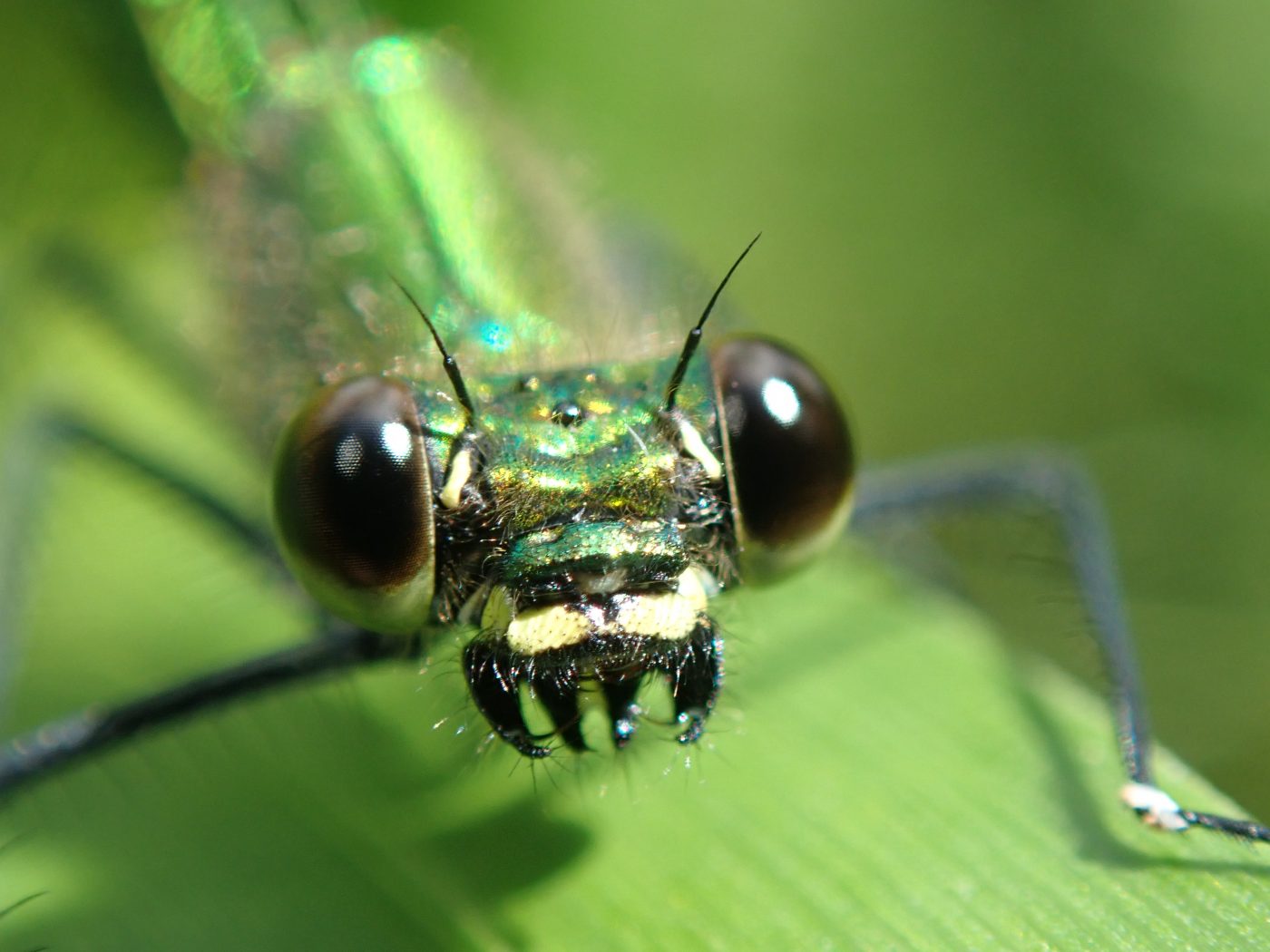 An Insect A Day part 9 – Museum of Zoology Blog