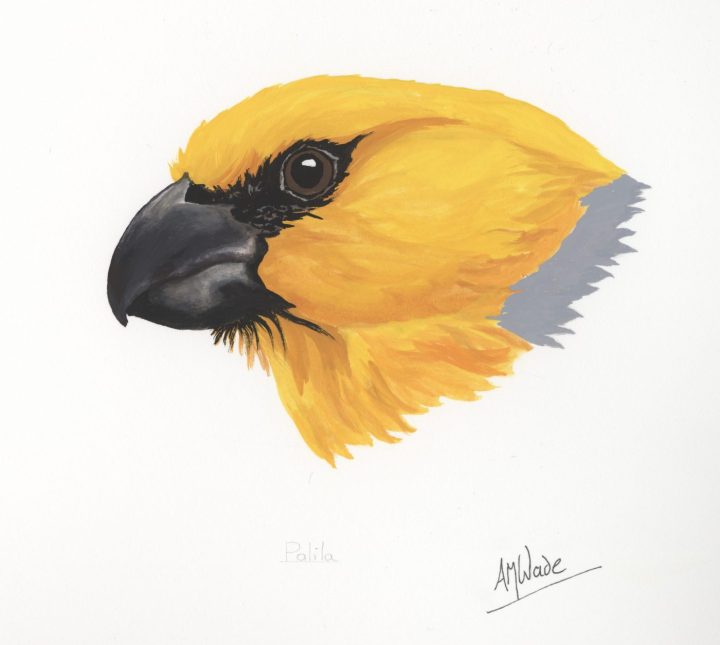 Bird Beaks and Evolution – Museum of Zoology Blog