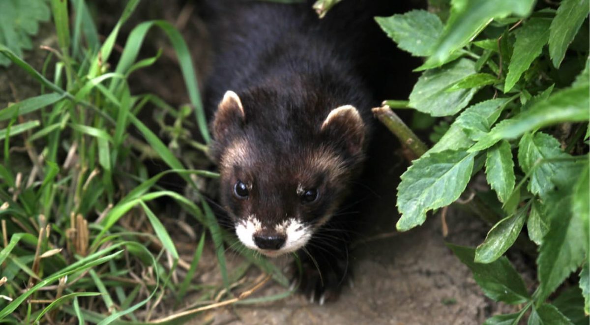 Bringing polecats back to Britain – Museum of Zoology Blog