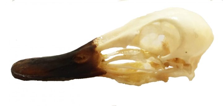 Bird Beaks and Evolution – Museum of Zoology Blog