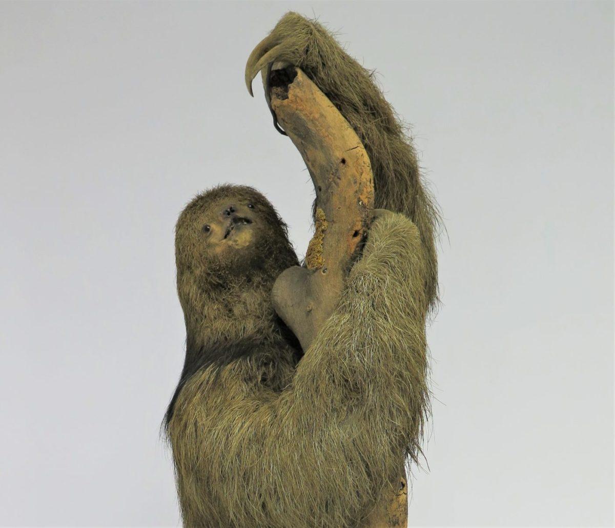 Animal Alphabet: S is for Sloth – Museum of Zoology Blog
