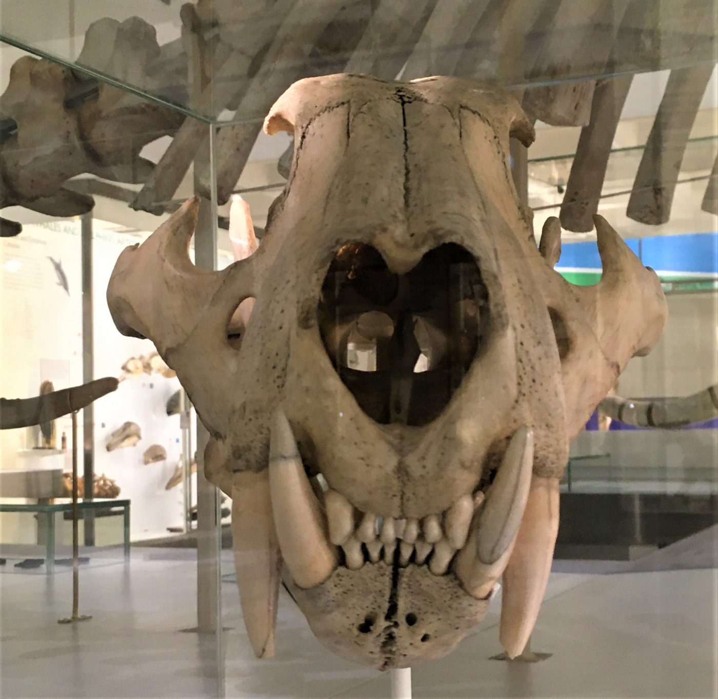Animal Alphabet: T is for Tiger – Museum of Zoology Blog