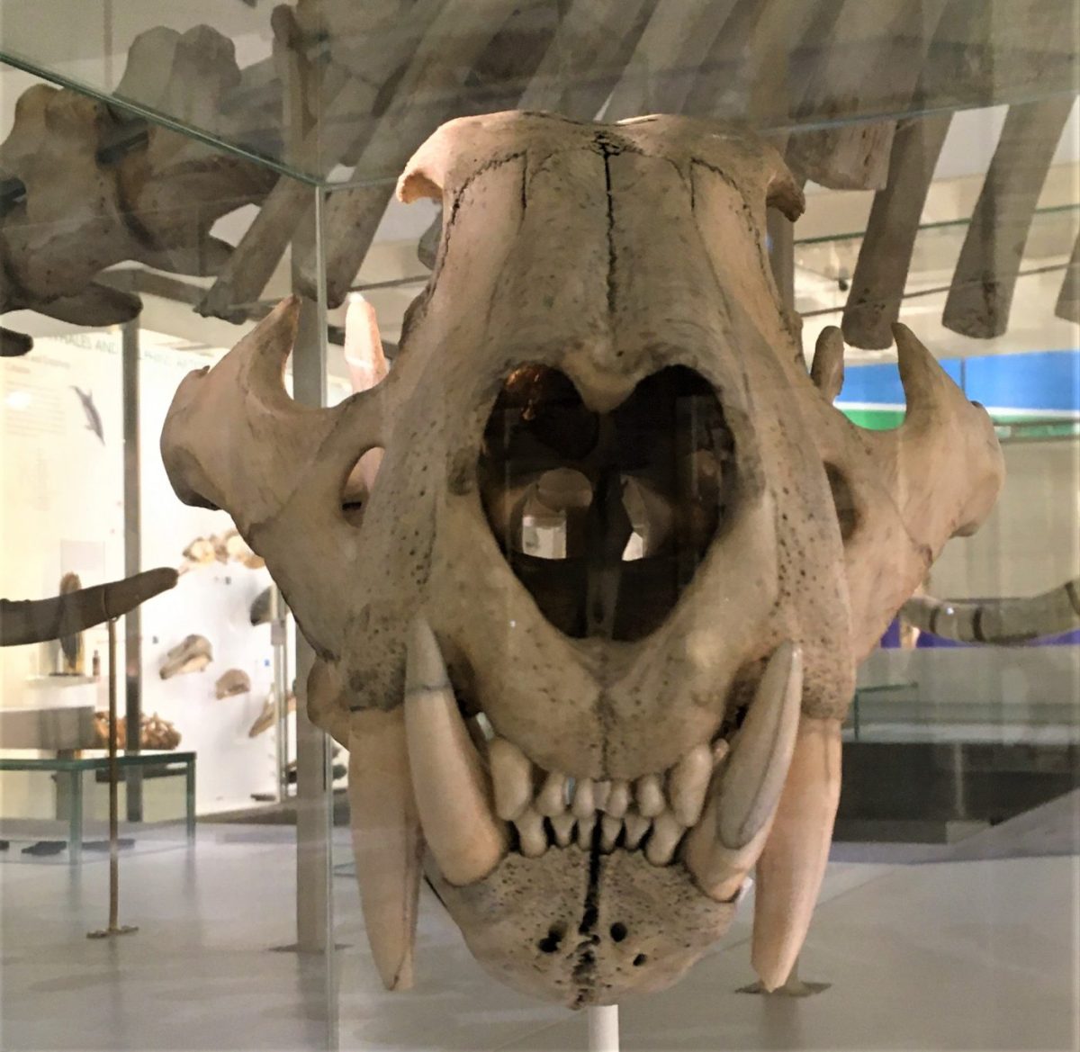 Animal Alphabet: T is for Tiger – Museum of Zoology Blog