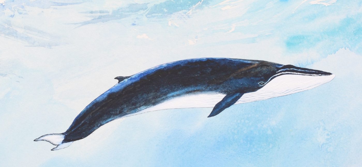 Look Copy Make – Fin Whale – Museum of Zoology Blog