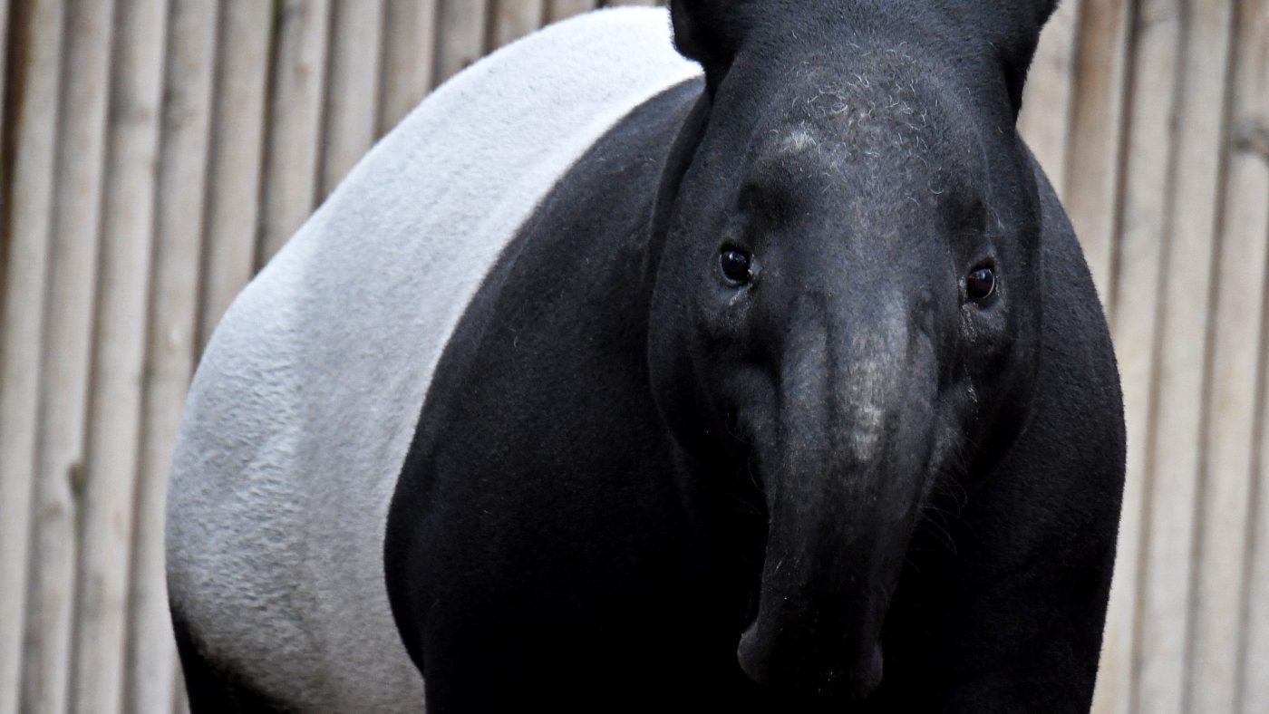 Our Changing Planet – Museum of Zoology Blog