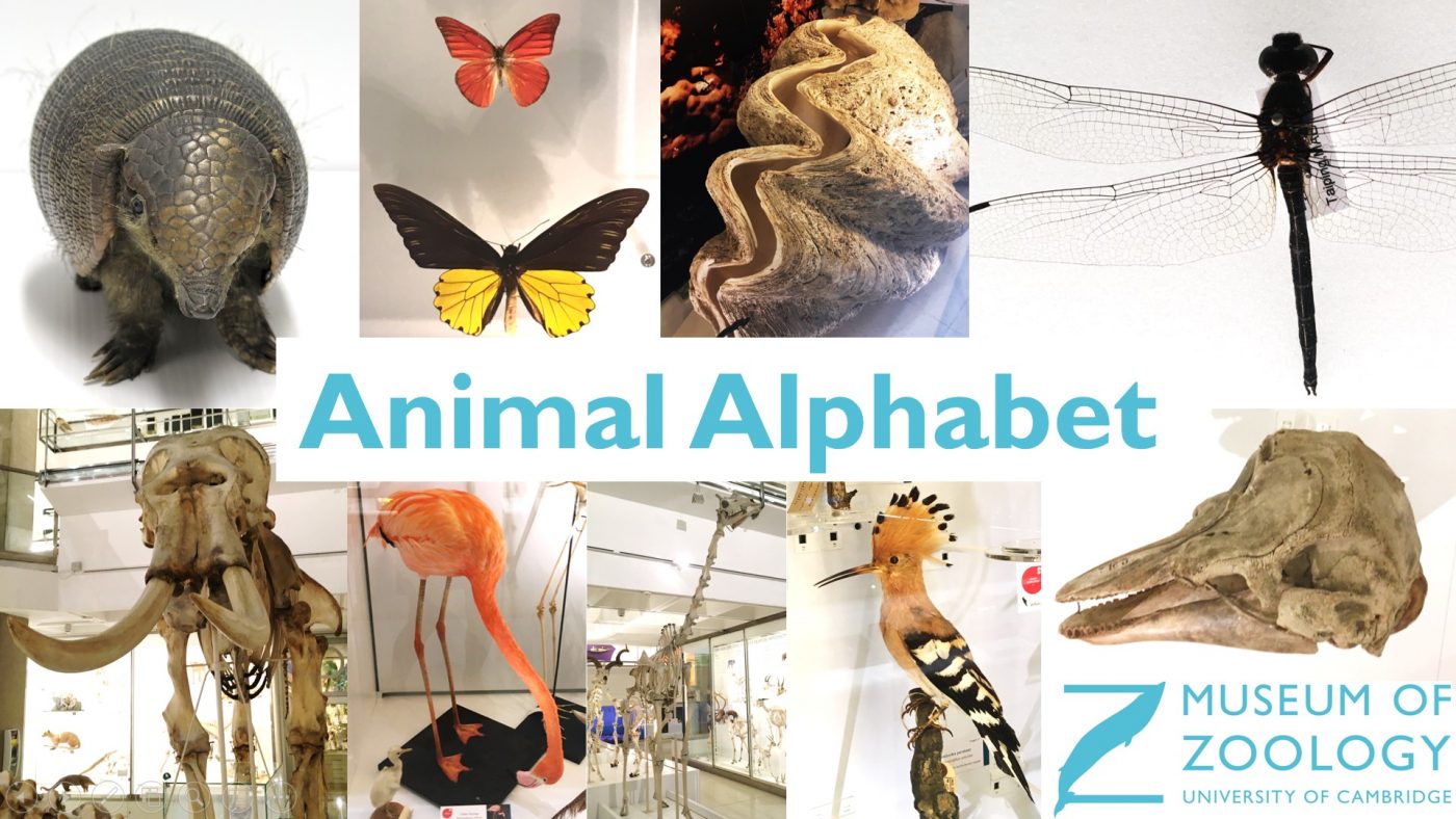 Animal Alphabet: Aardvark to Zebra – Museum of Zoology Blog