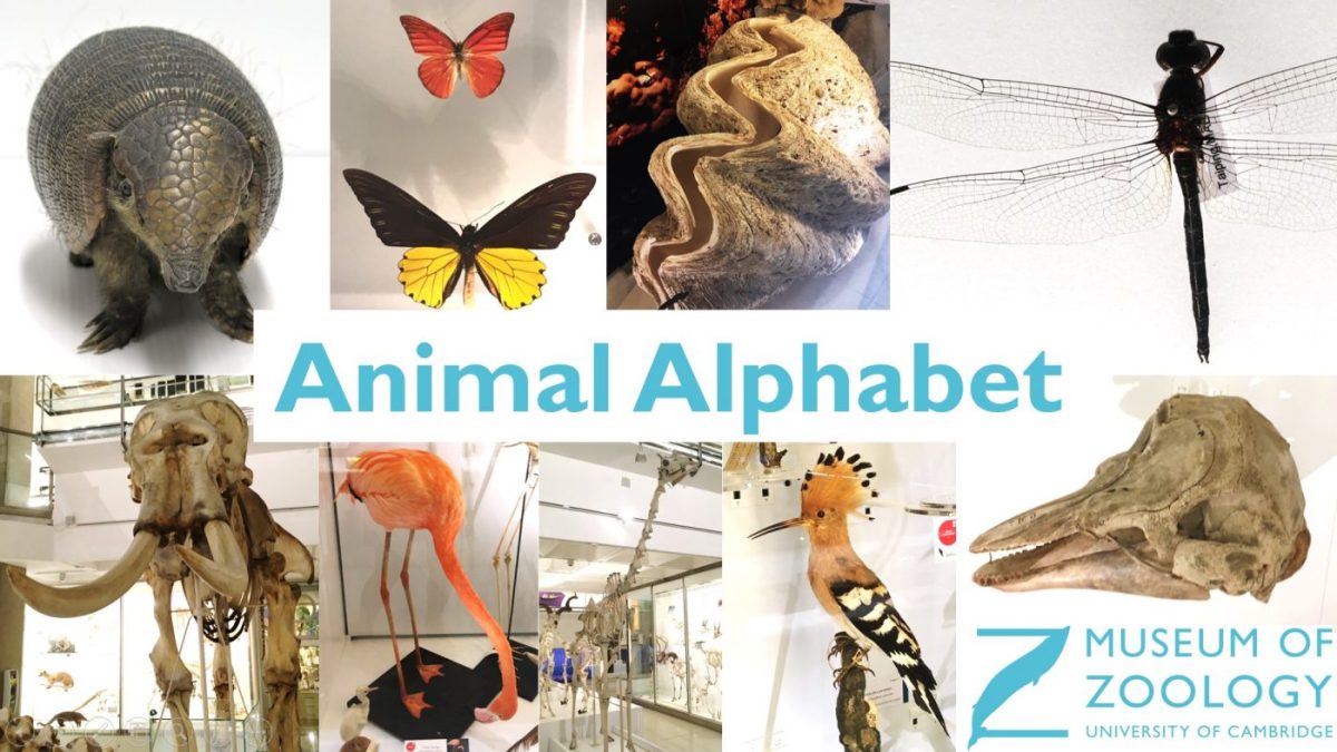 Animal Alphabet: Aardvark to Zebra – Museum of Zoology Blog
