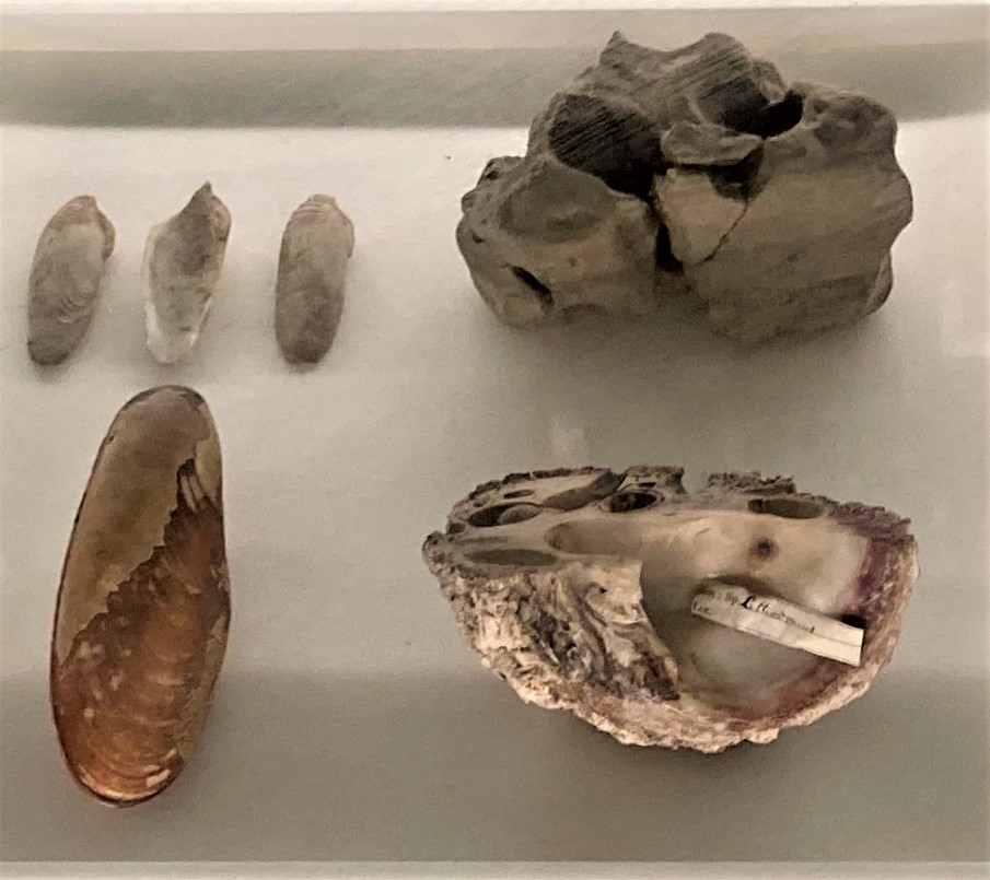 Amazing Animal Adaptations – Museum of Zoology Blog