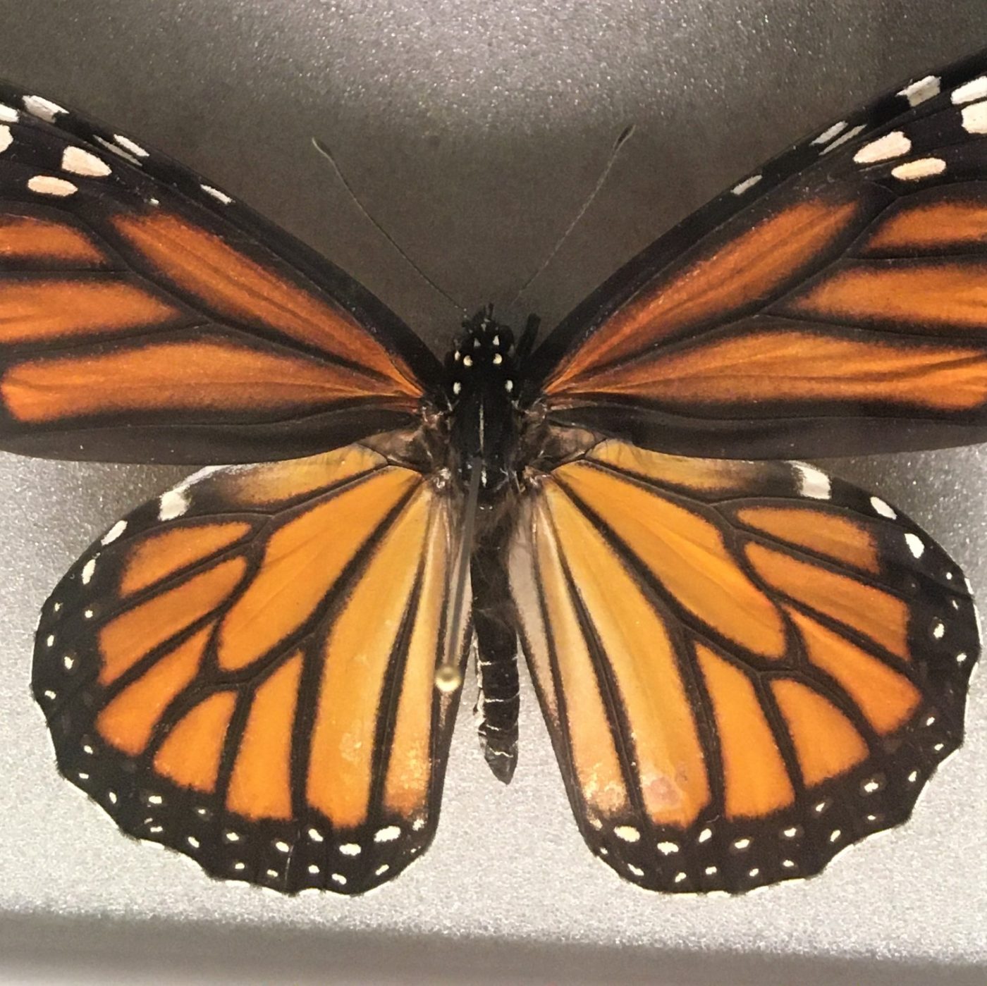 Amazing Animal Adaptations – Museum of Zoology Blog