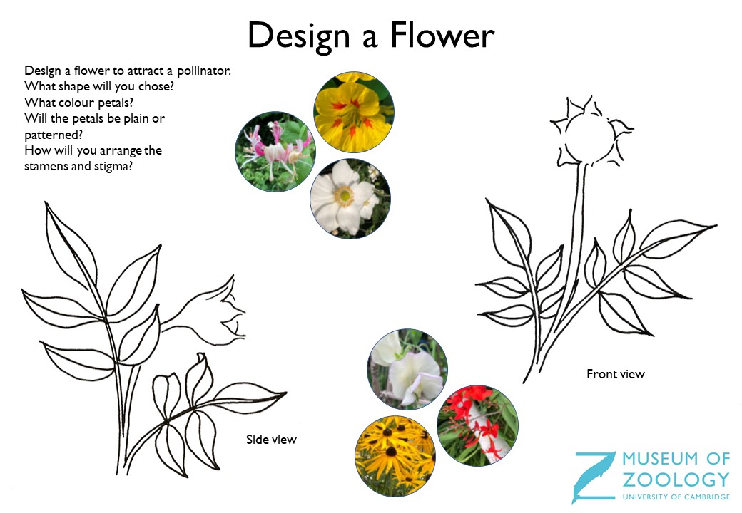 Pollinators – Museum of Zoology Blog