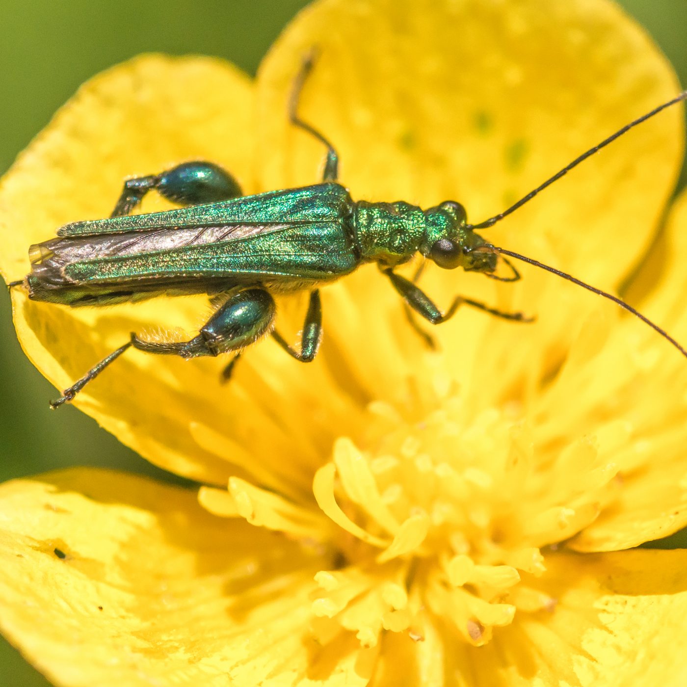 Pollinators – Museum of Zoology Blog