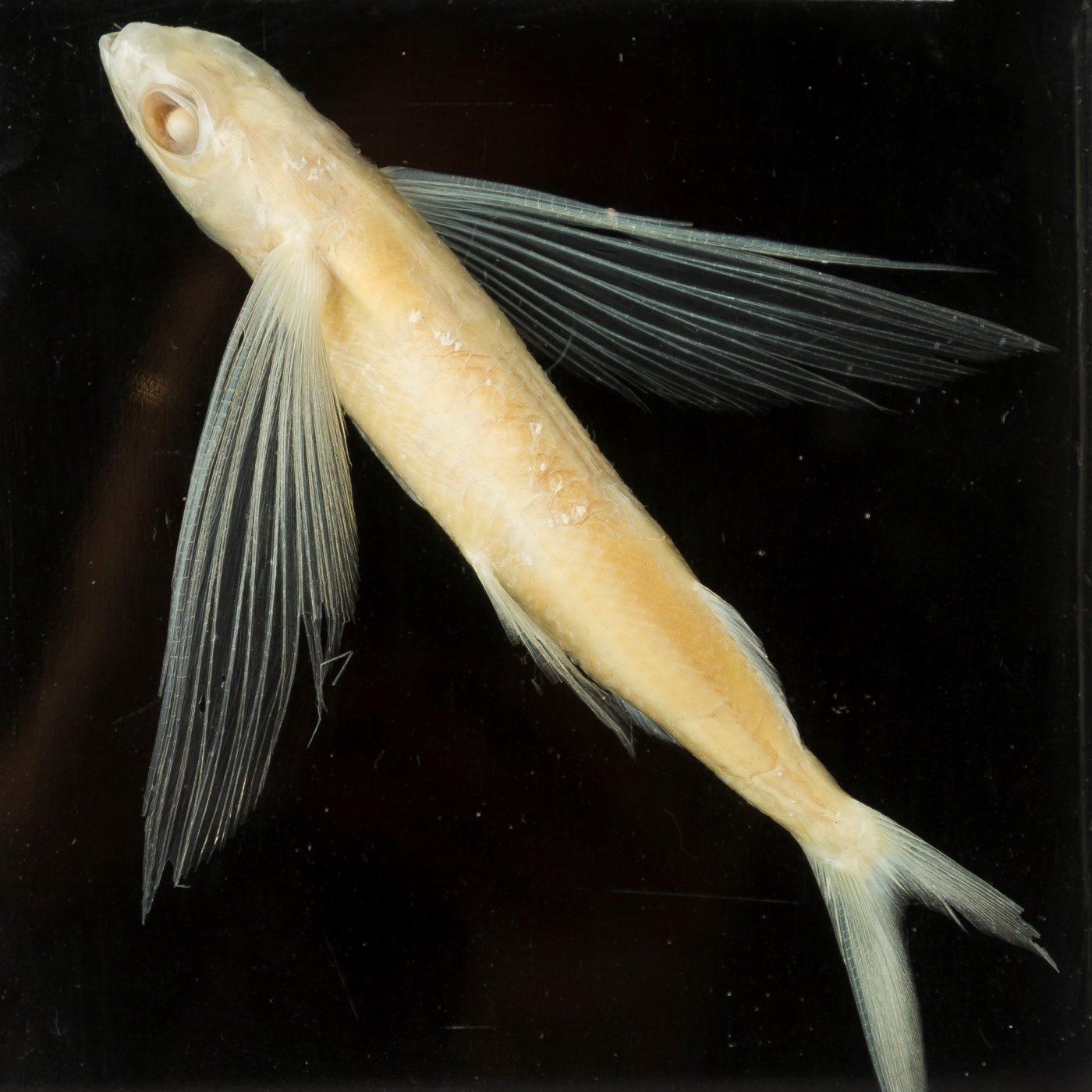 Amazing Animal Adaptations – Museum of Zoology Blog