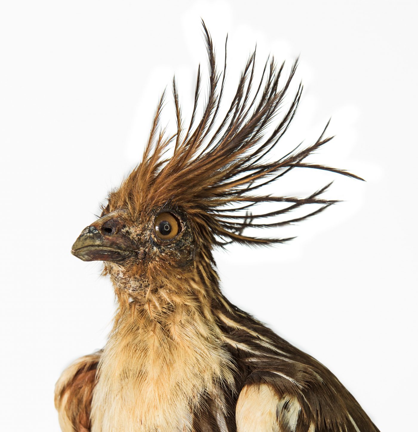 Amazing Animal Adaptations – Museum of Zoology Blog