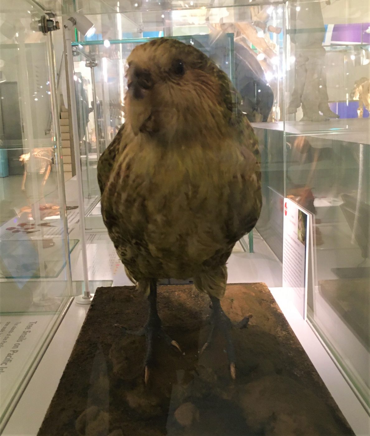 Endangered Species Day – Museum of Zoology Blog