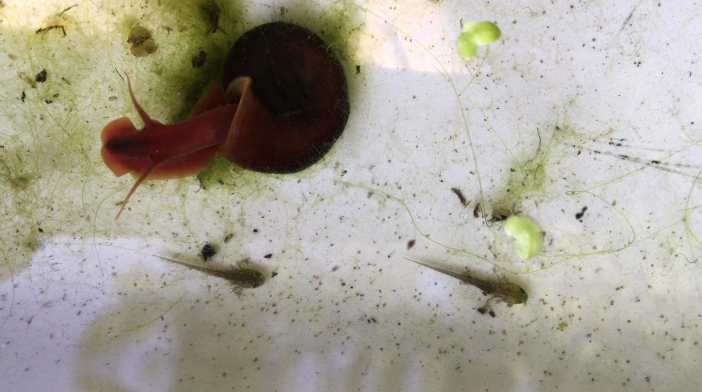 Pondwatch Episode 6: Summer in the Pond – Museum of Zoology Blog