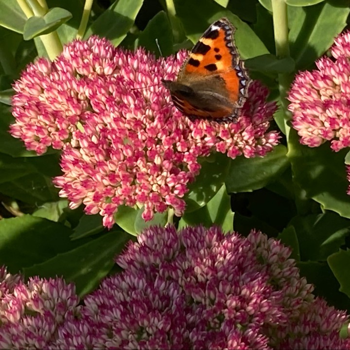 Pollinators – Museum of Zoology Blog