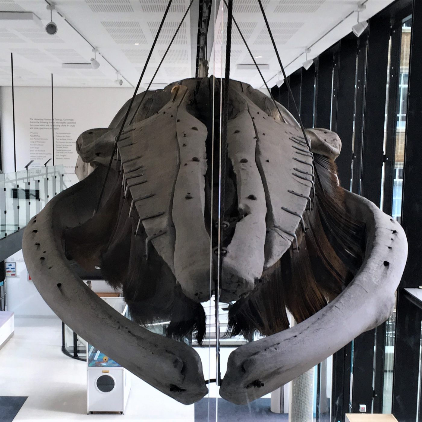 Amazing Animal Adaptations – Museum of Zoology Blog