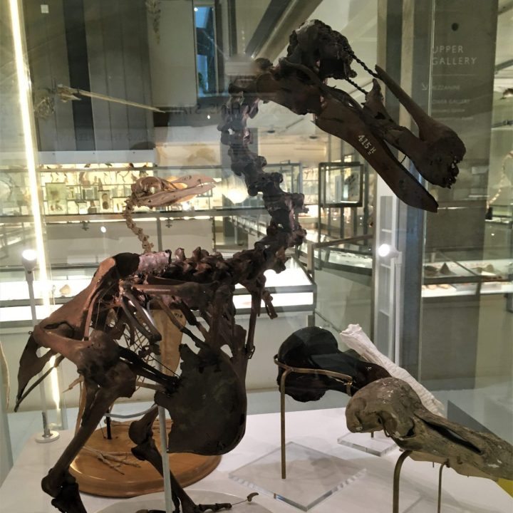 Amazing Animal Adaptations – Museum of Zoology Blog