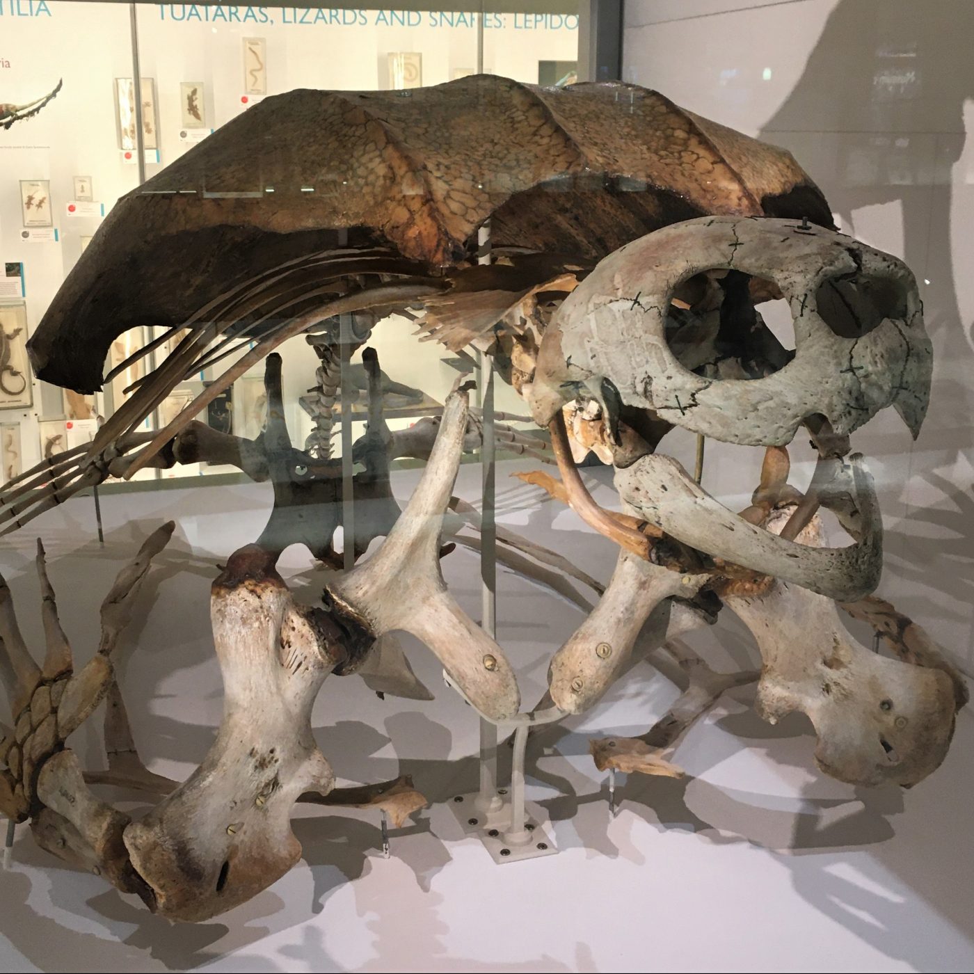 Amazing Animal Adaptations – Museum of Zoology Blog