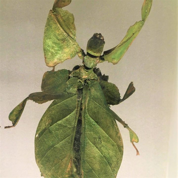 Amazing Animal Adaptations – Museum of Zoology Blog