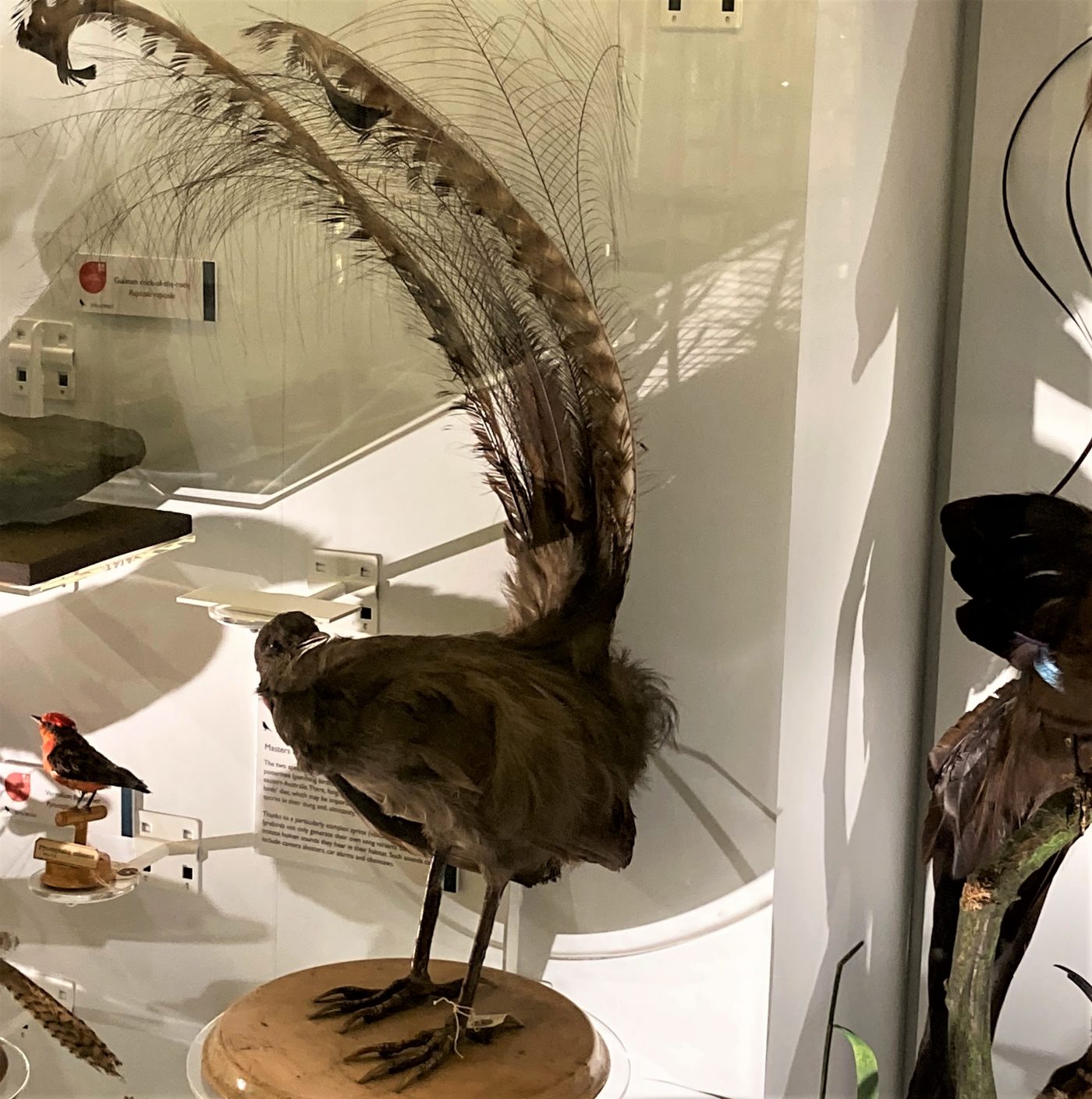 Amazing Animal Adaptations – Museum of Zoology Blog