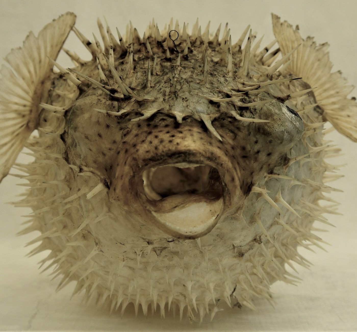 Amazing Animal Adaptations – Museum of Zoology Blog