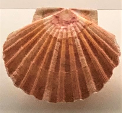 Amazing Animal Adaptations – Museum of Zoology Blog