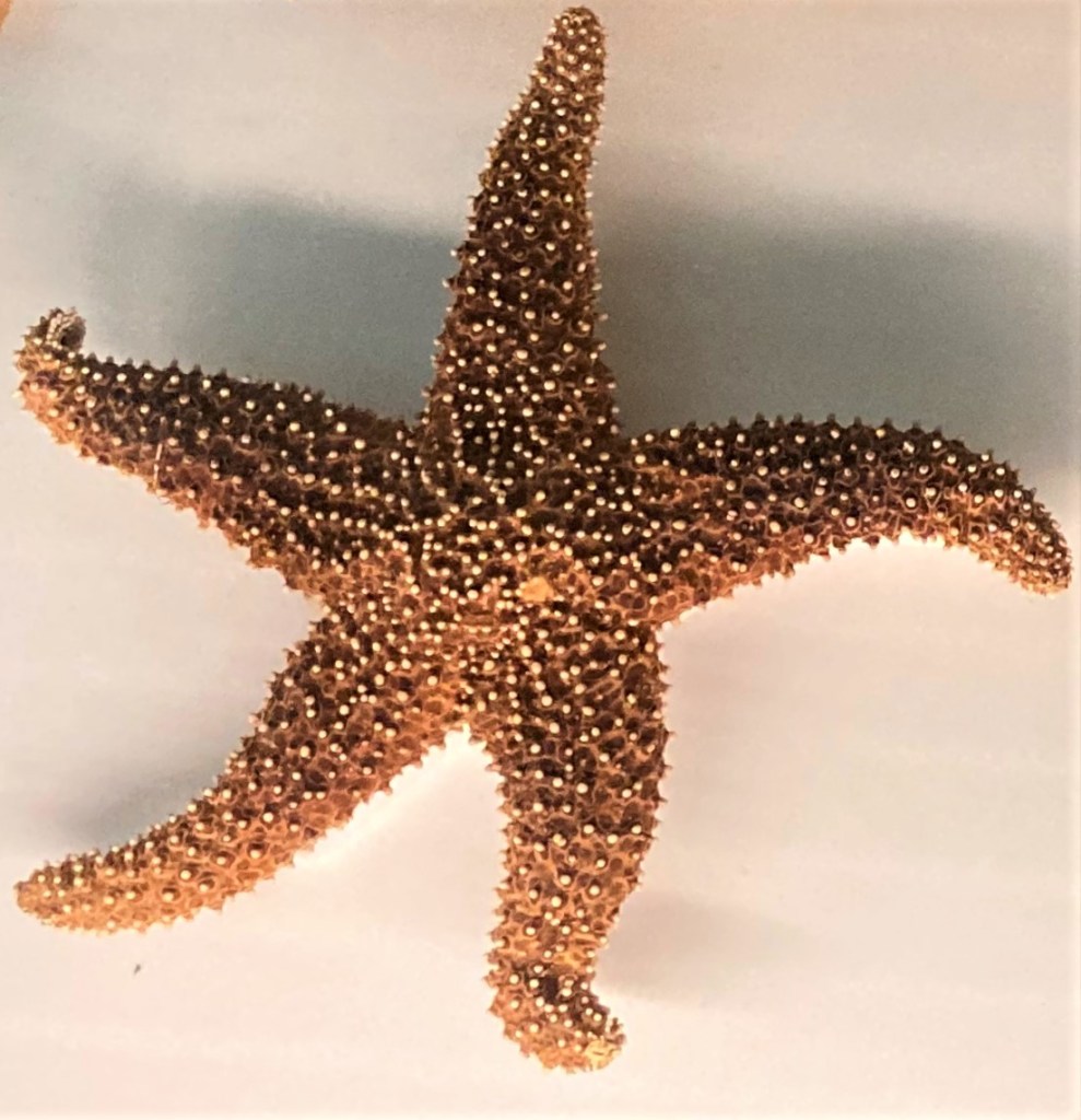 Amazing Animal Adaptations – Museum of Zoology Blog