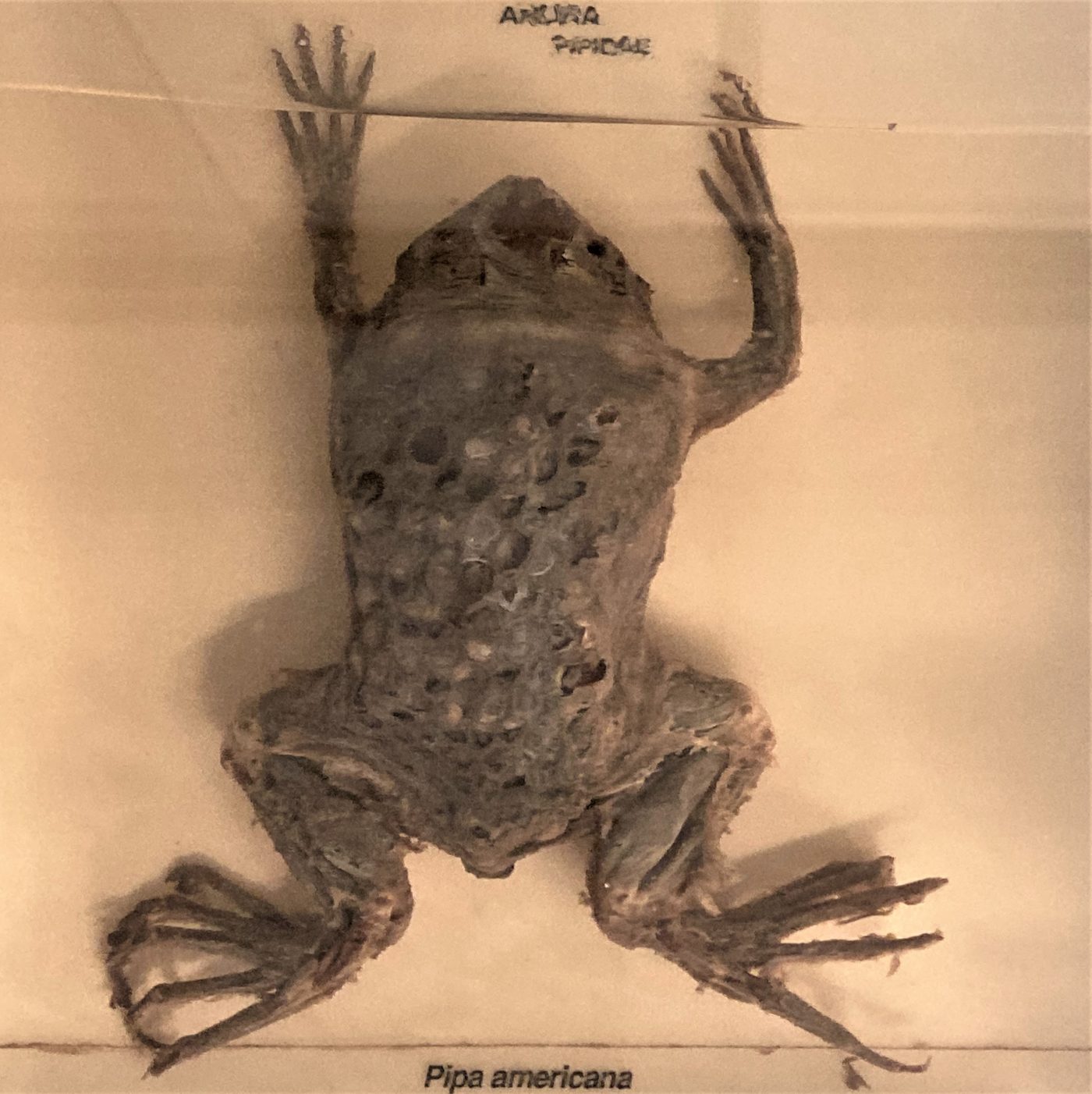 Amazing Animal Adaptations – Museum of Zoology Blog