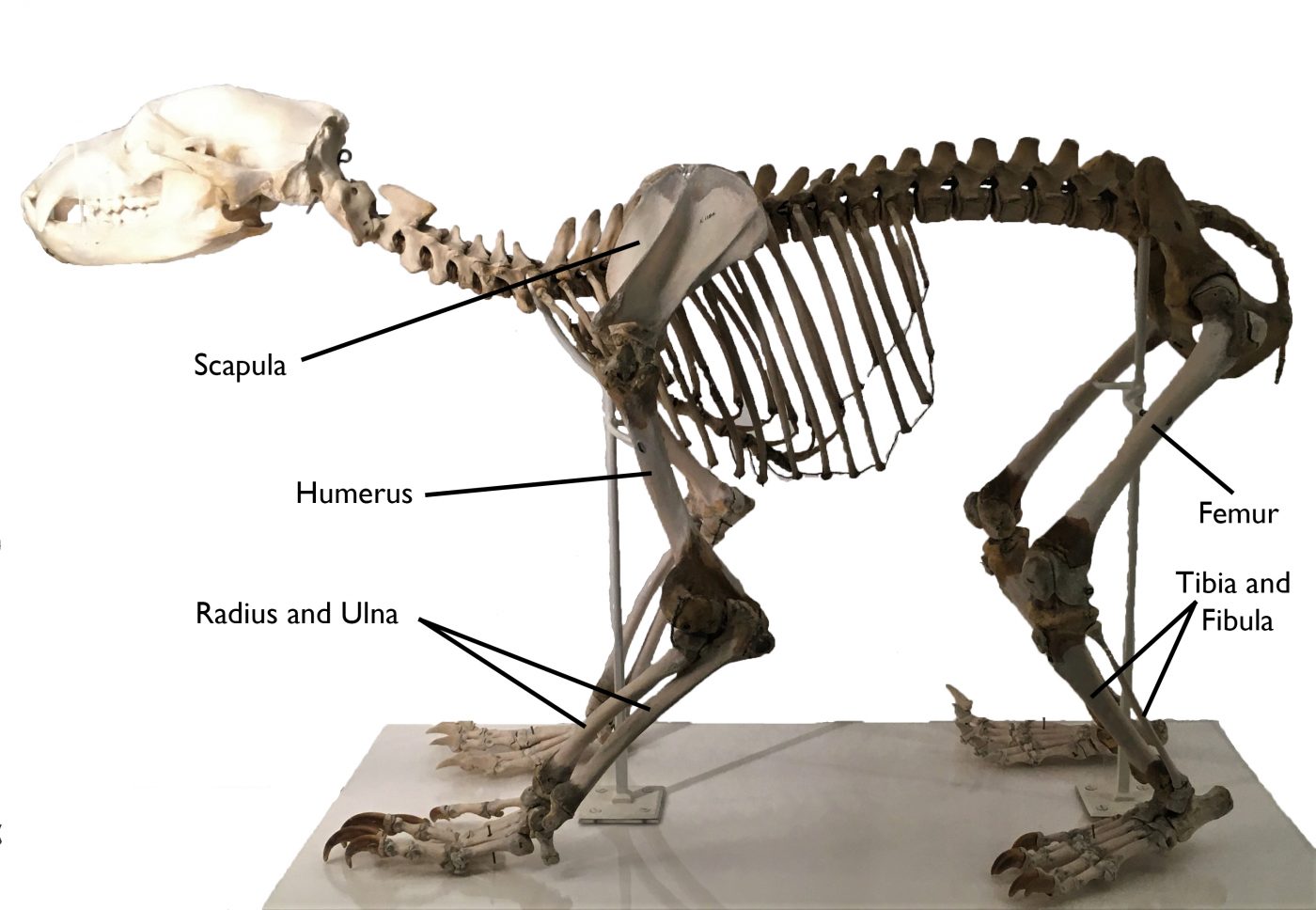 Skeletons! – Museum of Zoology Blog