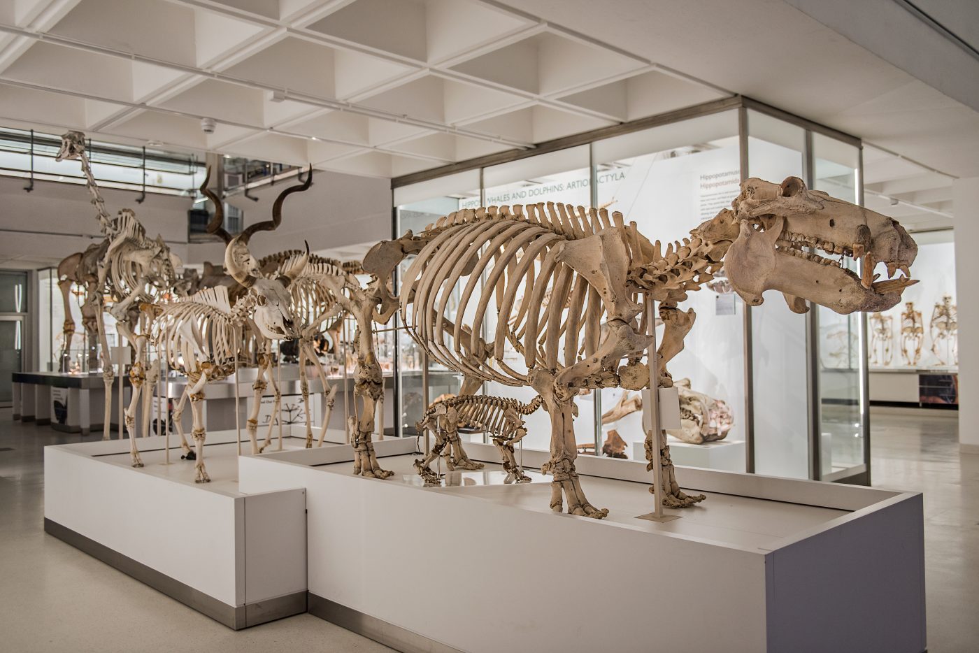 Nature Classroom – Museum of Zoology Blog