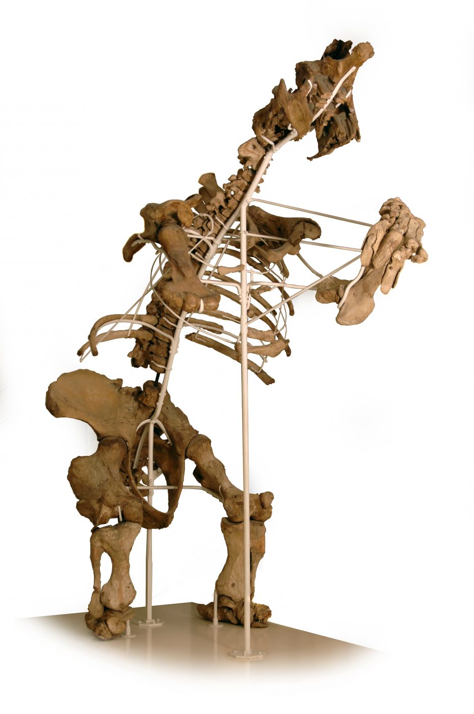 Skeletons! – Museum of Zoology Blog