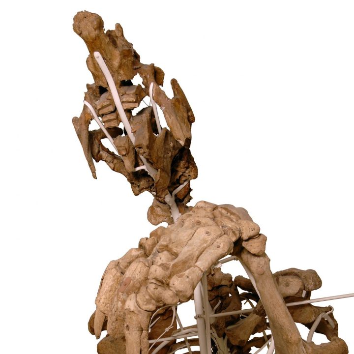 Skeletons! – Museum of Zoology Blog