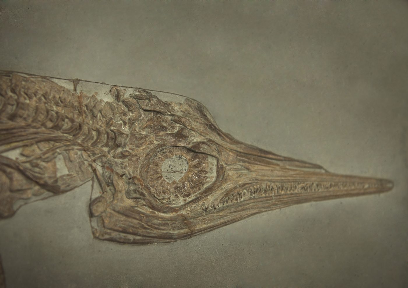 Skeletons! – Museum of Zoology Blog