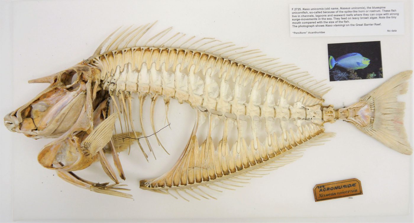 Skeletons! – Museum of Zoology Blog