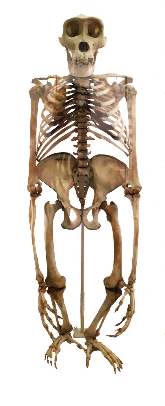Skeletons! – Museum of Zoology Blog