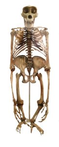 Skeletons! – Museum of Zoology Blog