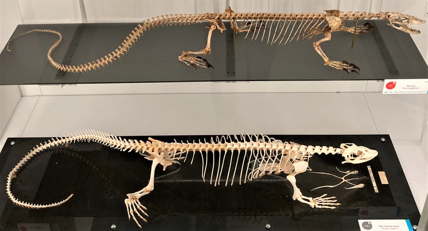 Skeletons! – Museum of Zoology Blog