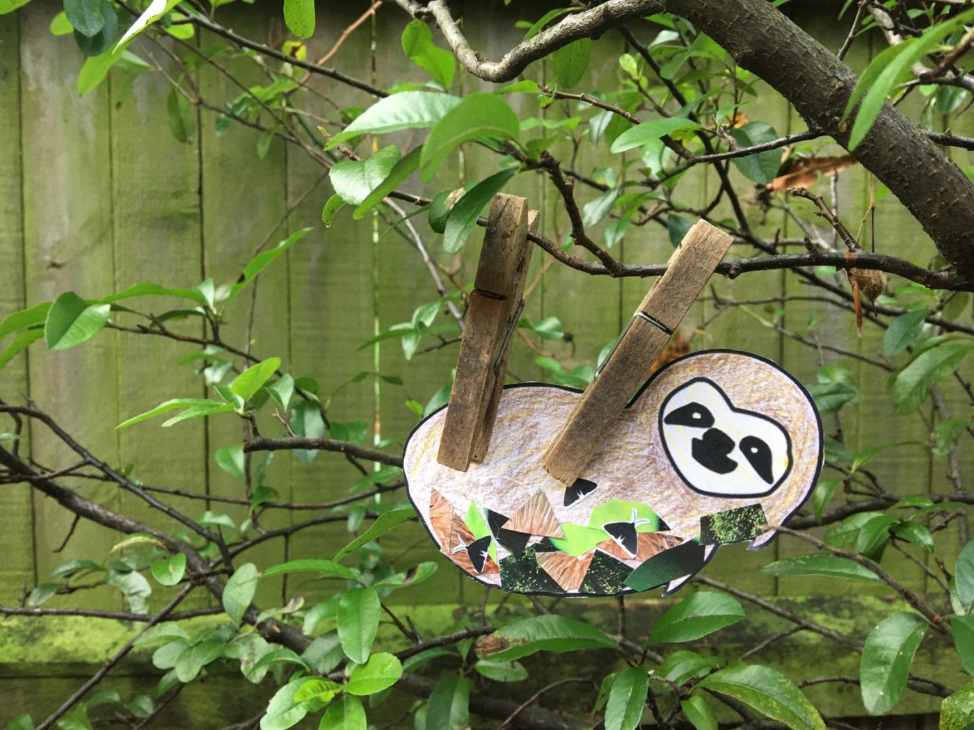 A Slumber of Sloths – Museum of Zoology Blog