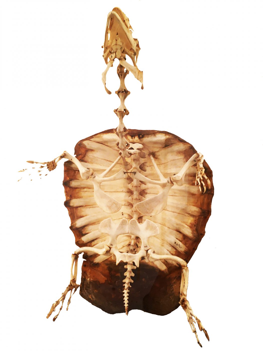 Skeletons! – Museum of Zoology Blog