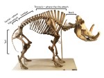 Skeletons! – Museum of Zoology Blog
