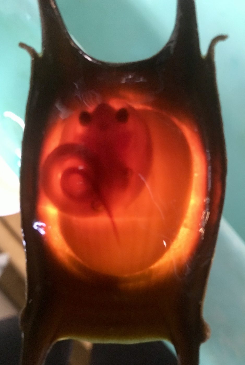 Segmentation of the backbone – Museum of Zoology Blog