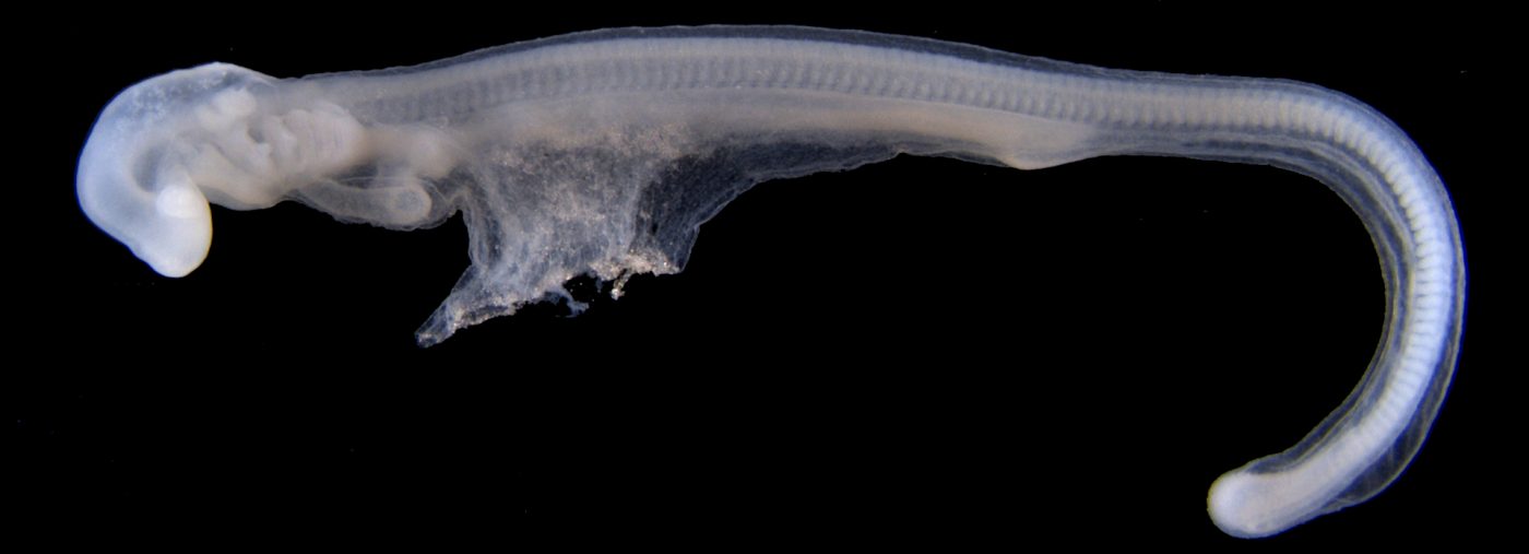 Segmentation of the backbone – Museum of Zoology Blog