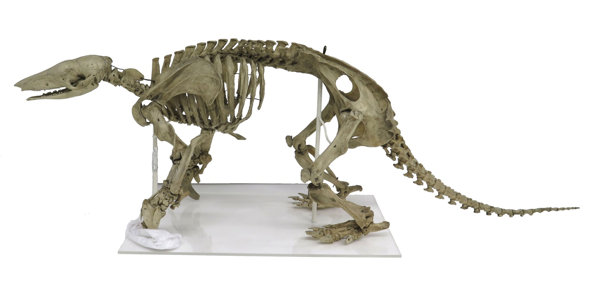Skeletons: Arms and Legs – Museum of Zoology Blog
